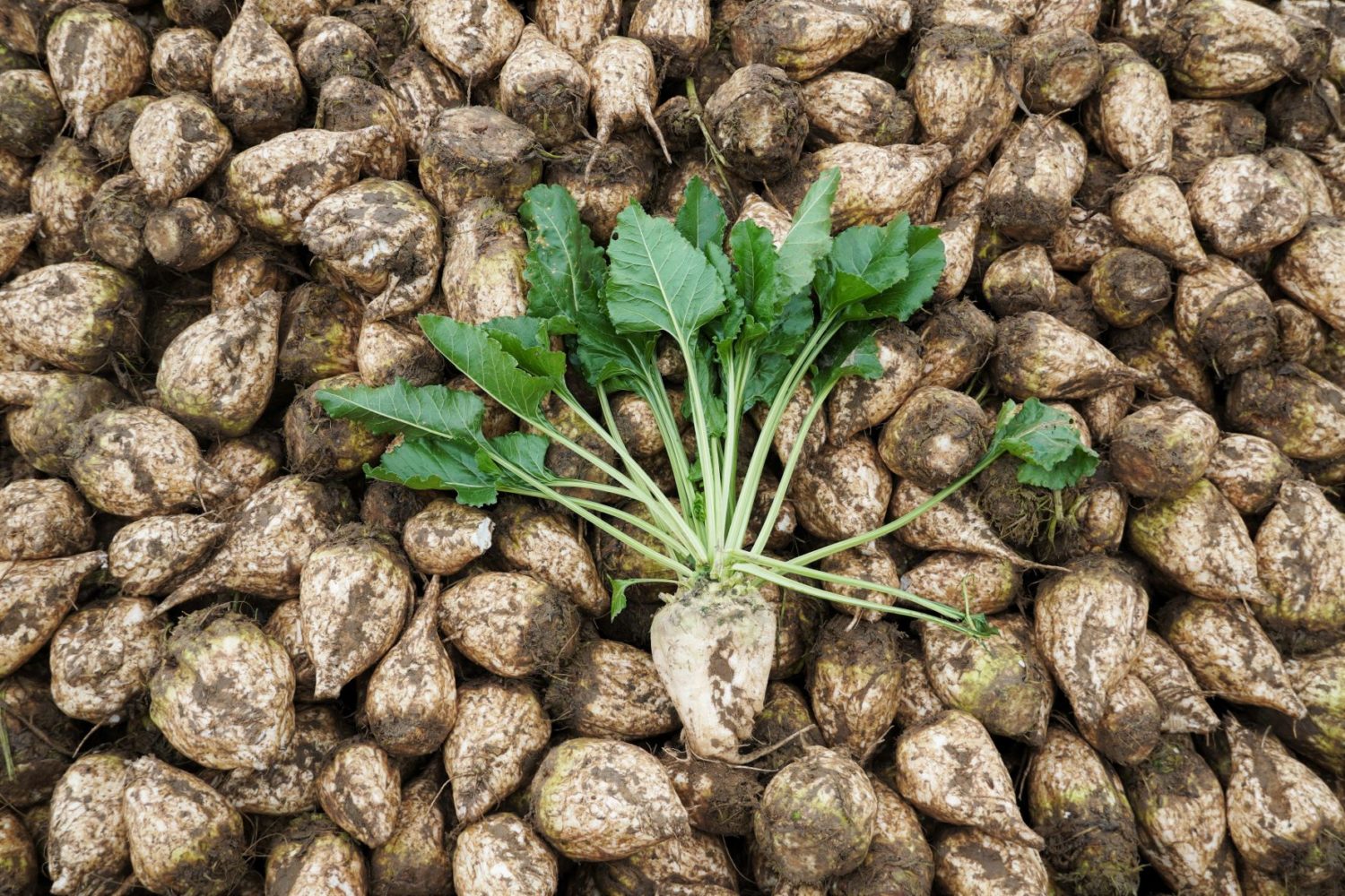 La culture betteravière - Iscal